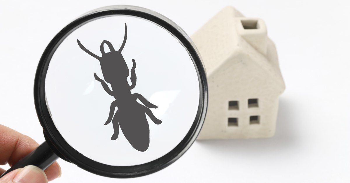 7 Common Household Pests In New Jersey | NJ Pest Control